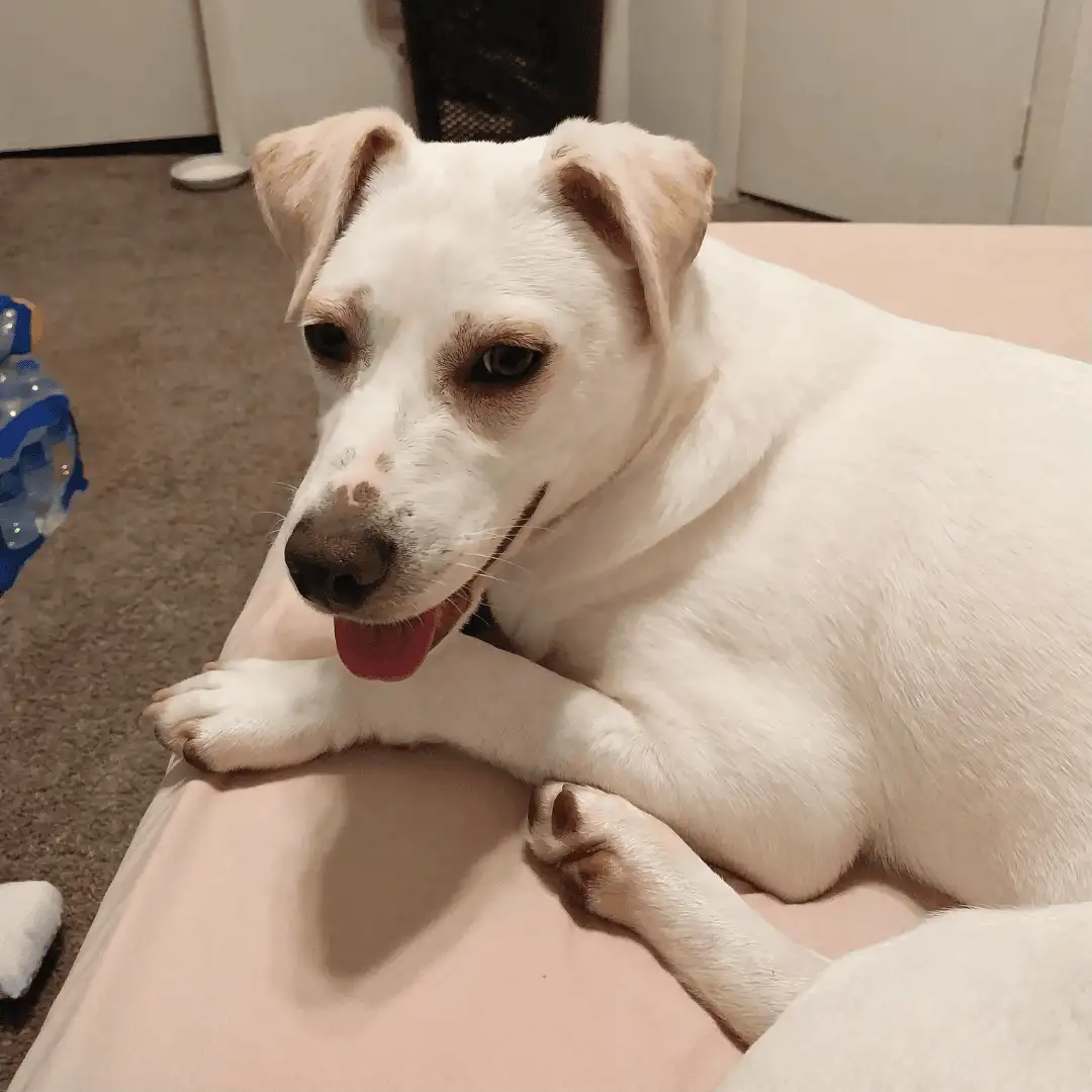 Happy Tails