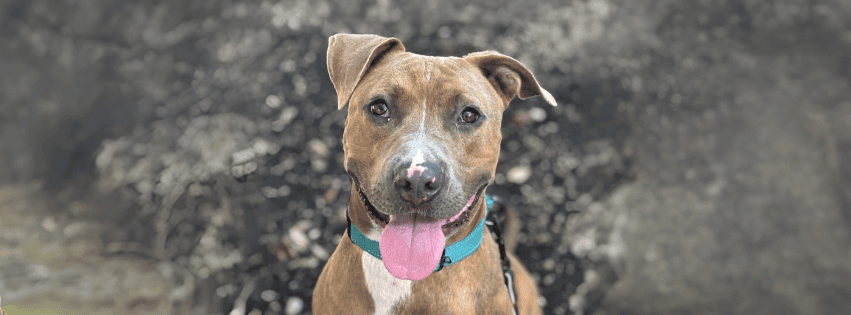 Suncoast News Network Features HSSC Adoptable Dog, Baxter - Blog